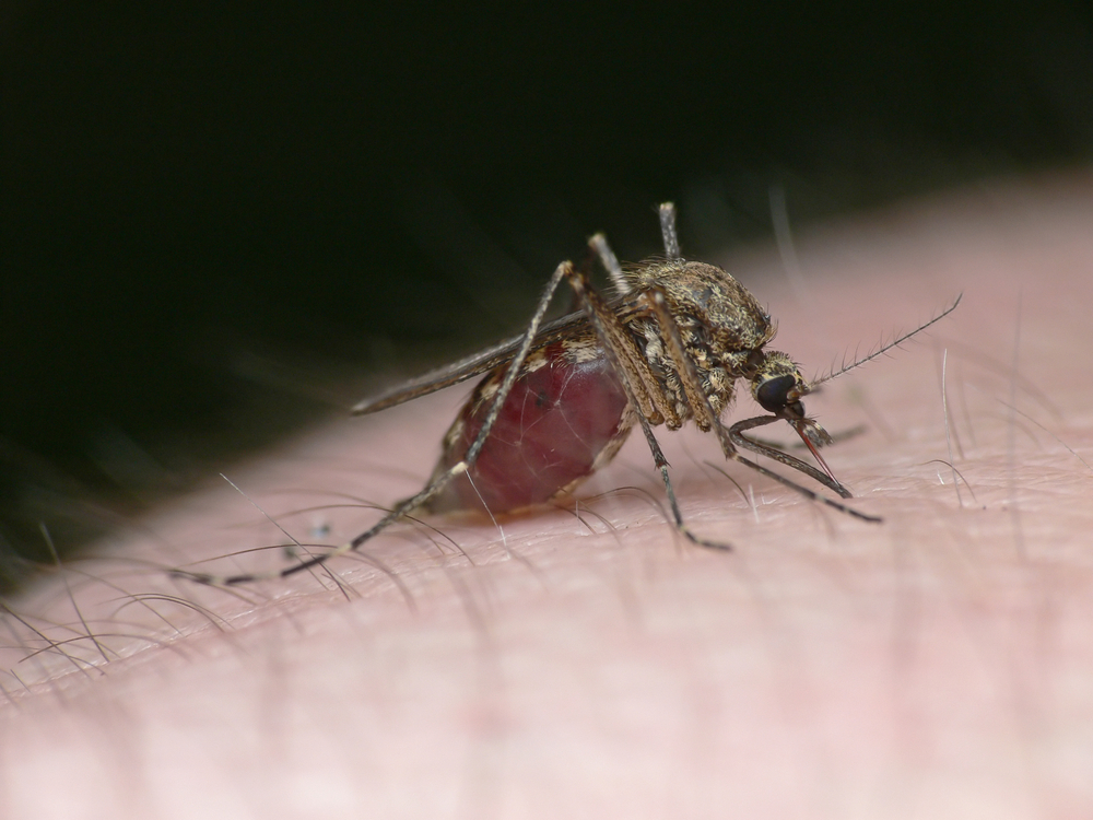 Summer of the Mosquito: Part 2 - Welcome To the ENN Community